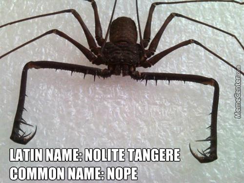 Lol Nope Spider