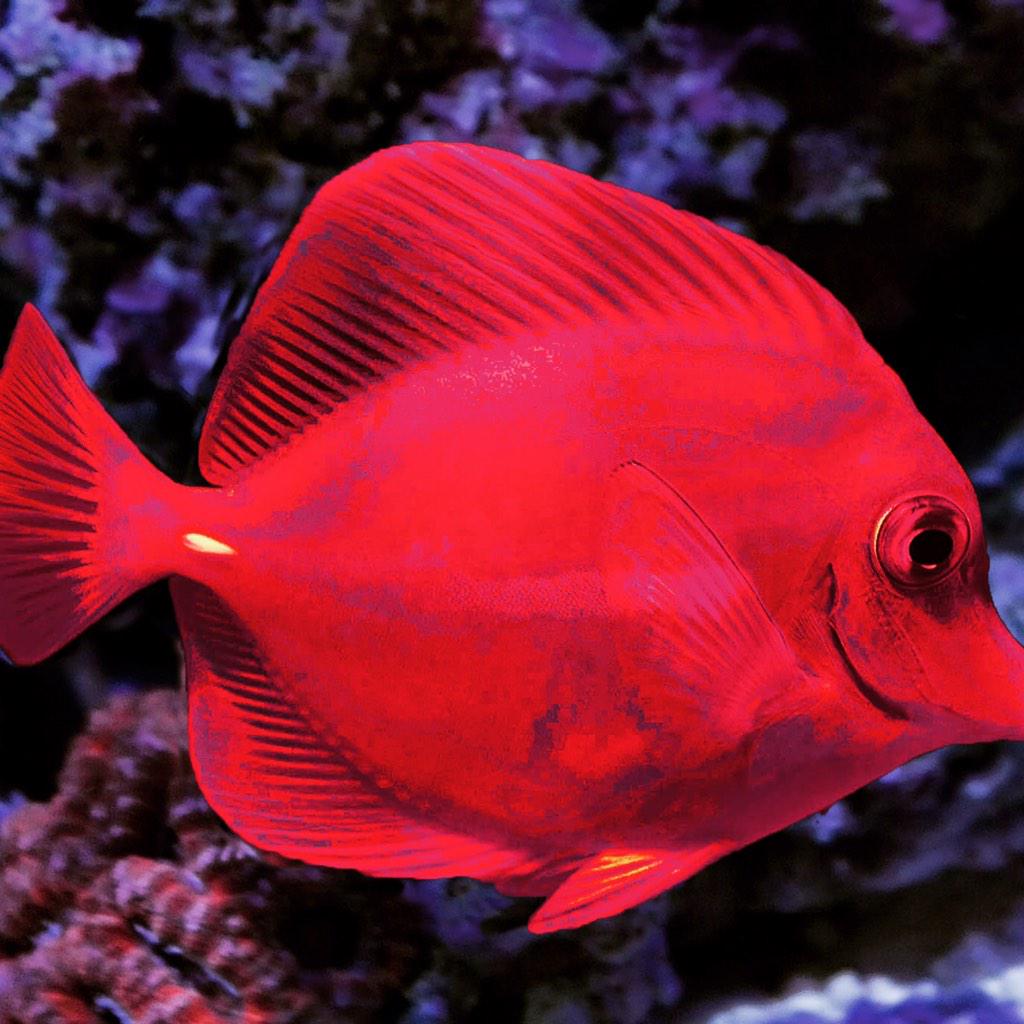 Red Saltwater Aquarium Fish