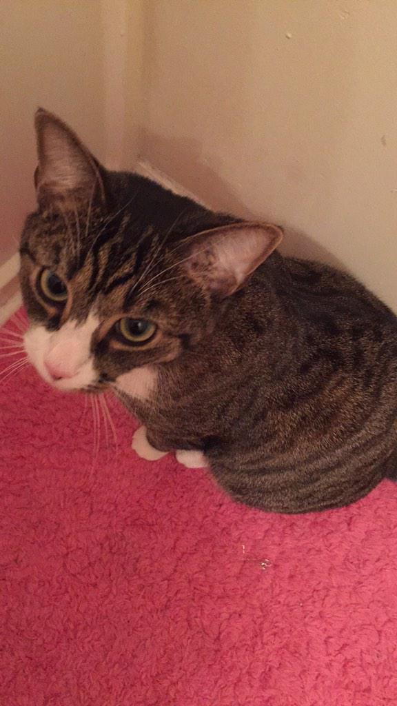 ️Jessica ️ on Twitter: "@ProSyndicate I AM SARRI!! I DONT KNOW WHAT TO DO!!!"