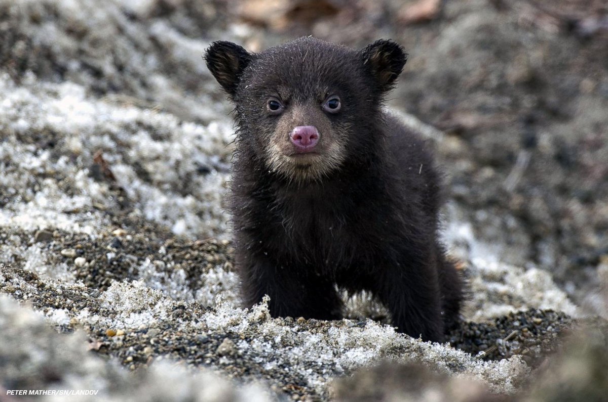This tiny bear cub will probably melt your heart... | Good Morning ...
