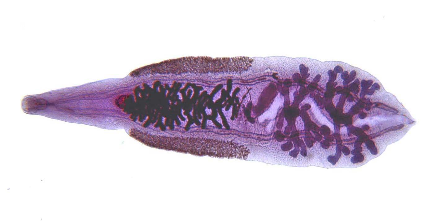 Clonorchis Sinensis Adult