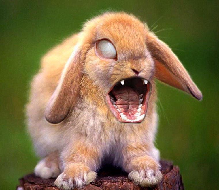 Ugliest Bunny In The World