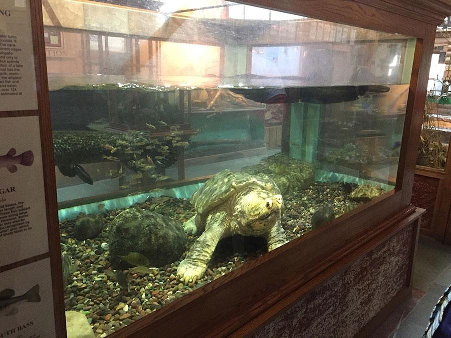 Urgent: snapping turtle & alligator gar being kept in too small tank at ...