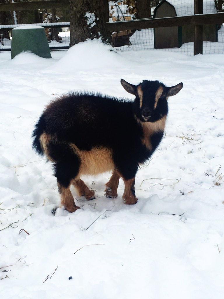 Fat Baby Goats