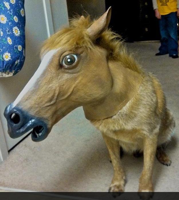 Horse Head Mask Dog