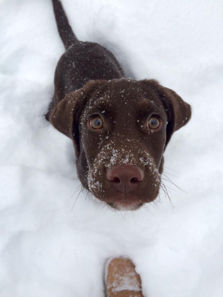 Springer Spaniel Chocolate Lab Mix