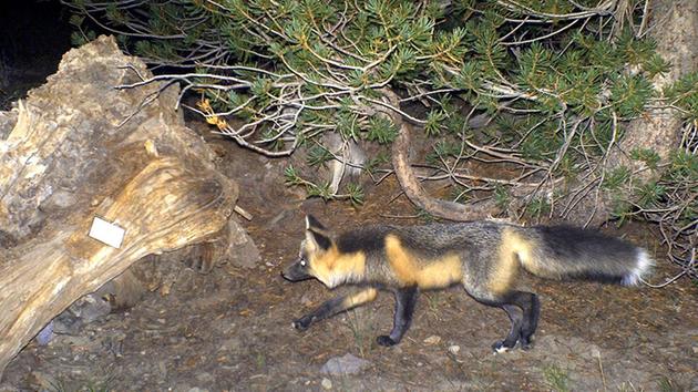Rare Sierra Nevada red fox spotted for first time in nearly 100 years ...