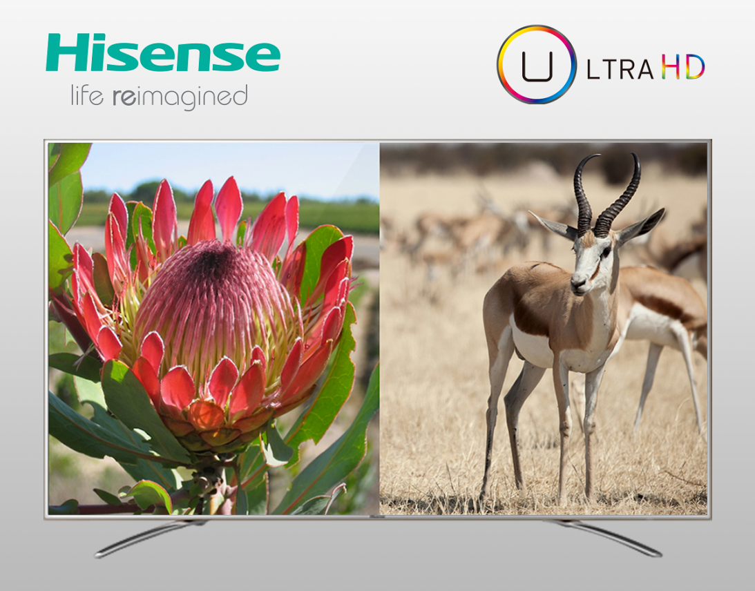 Springbok Logo Protea