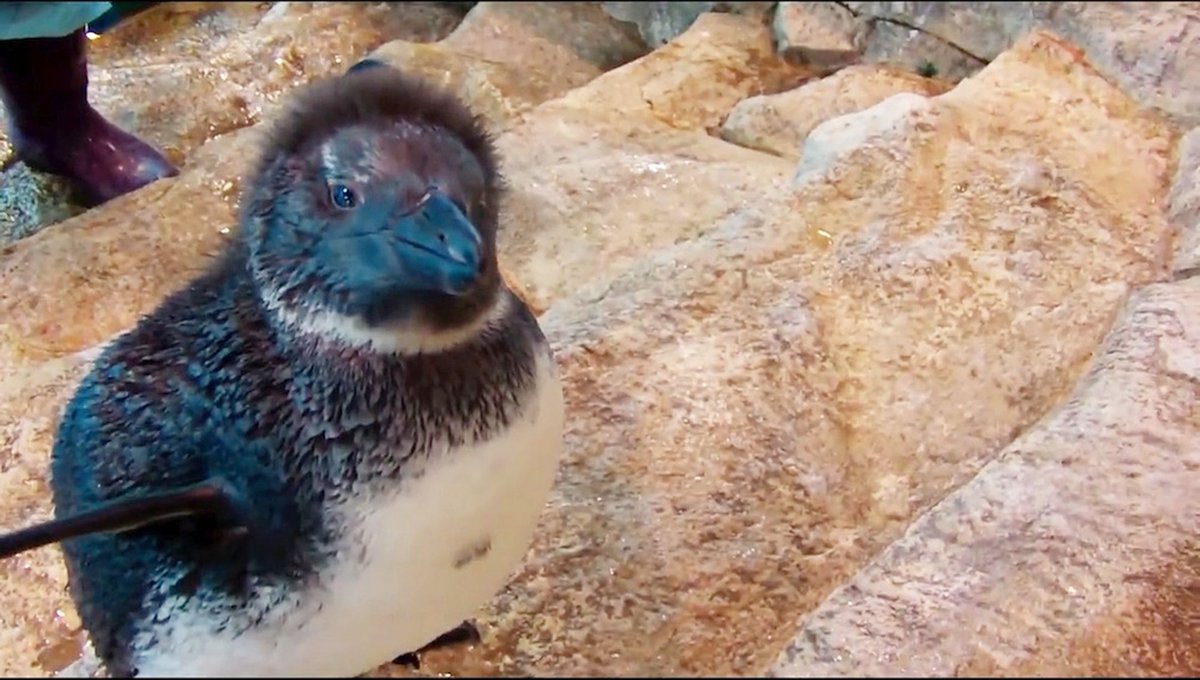 Absolutely adorable! Watch this nervous baby penguin learn to swim for ...