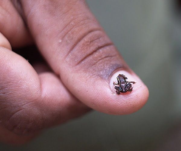 The Smallest Frog In The World