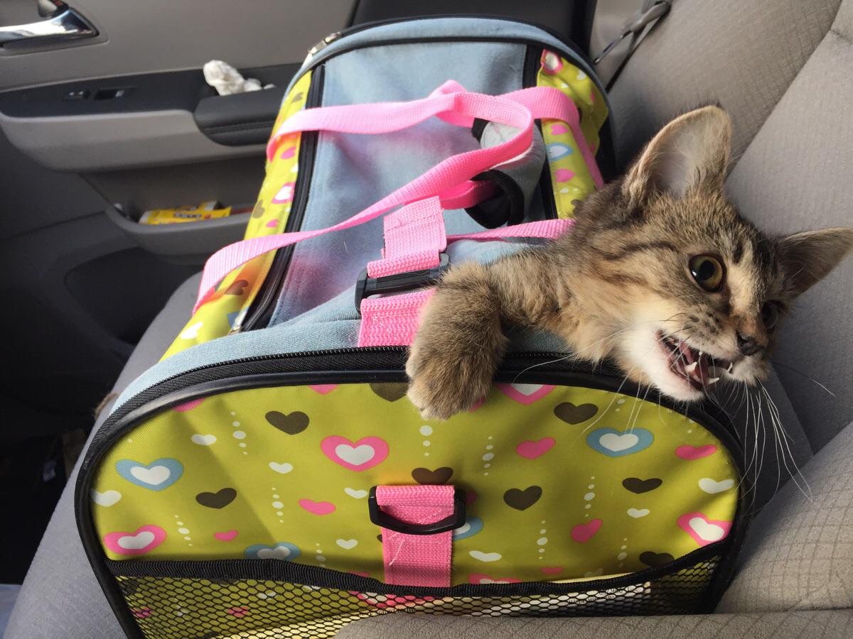 Cutest Pics Ever On Twitter Trying To Escape After Our First Vet cutest-pics-ever-on-twitter-trying-to-escape-after-our-first-vet
