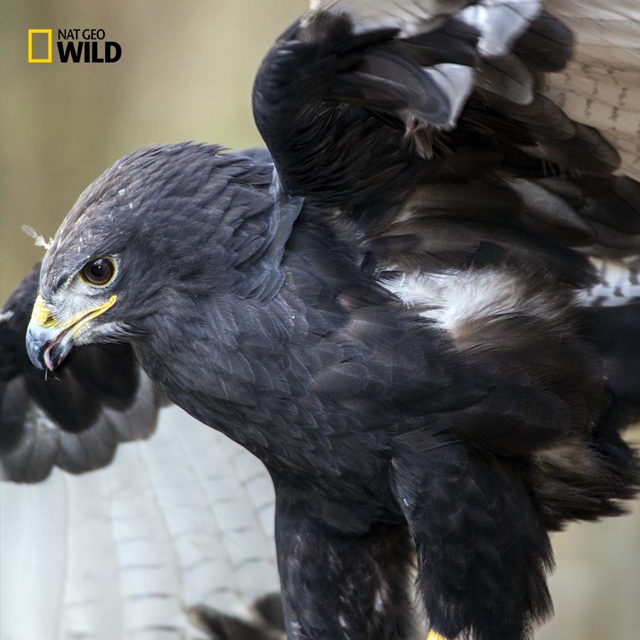 Did you know the Seahawks mascot isn't actually a sea hawk, but an ...