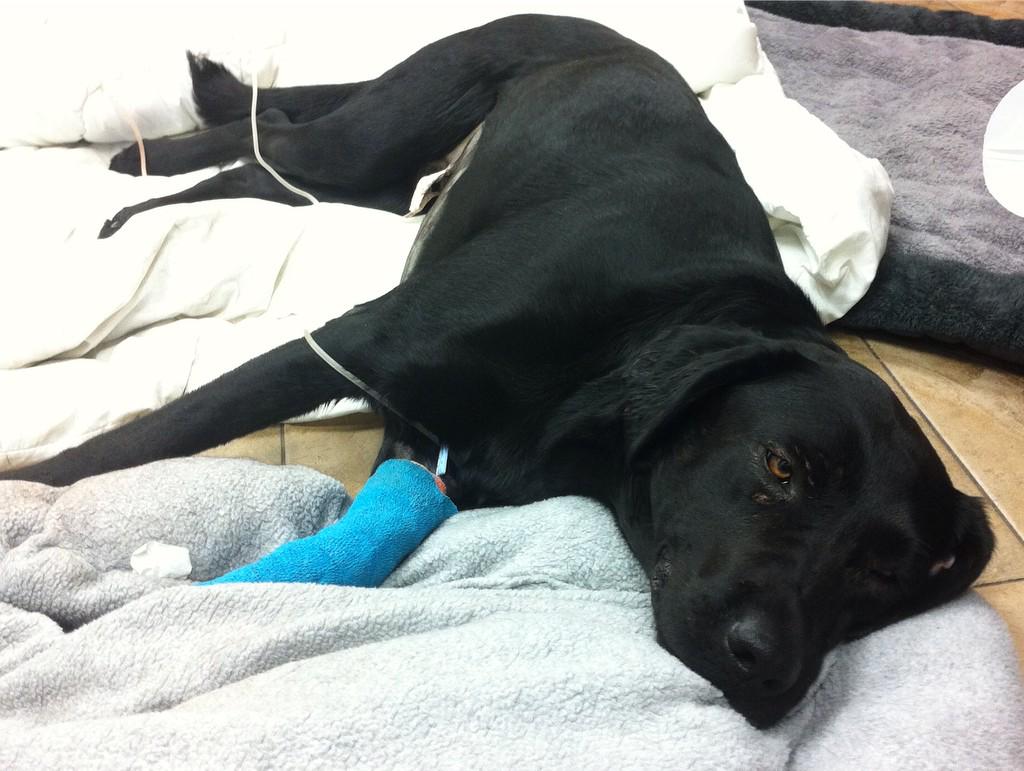 Black Lab: Ryder the Black Lab resting after he was found abused in a ...