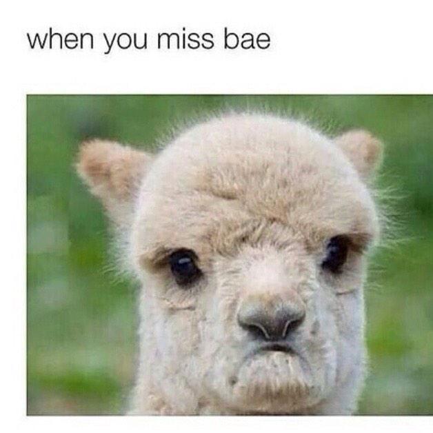 Missing Bae Memes