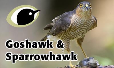 Goshawk Vs Sparrowhawk