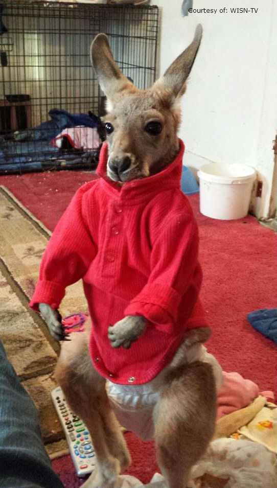 G/A/F - Woman with service kangaroo asked to leave McDonald's | NeoGAF