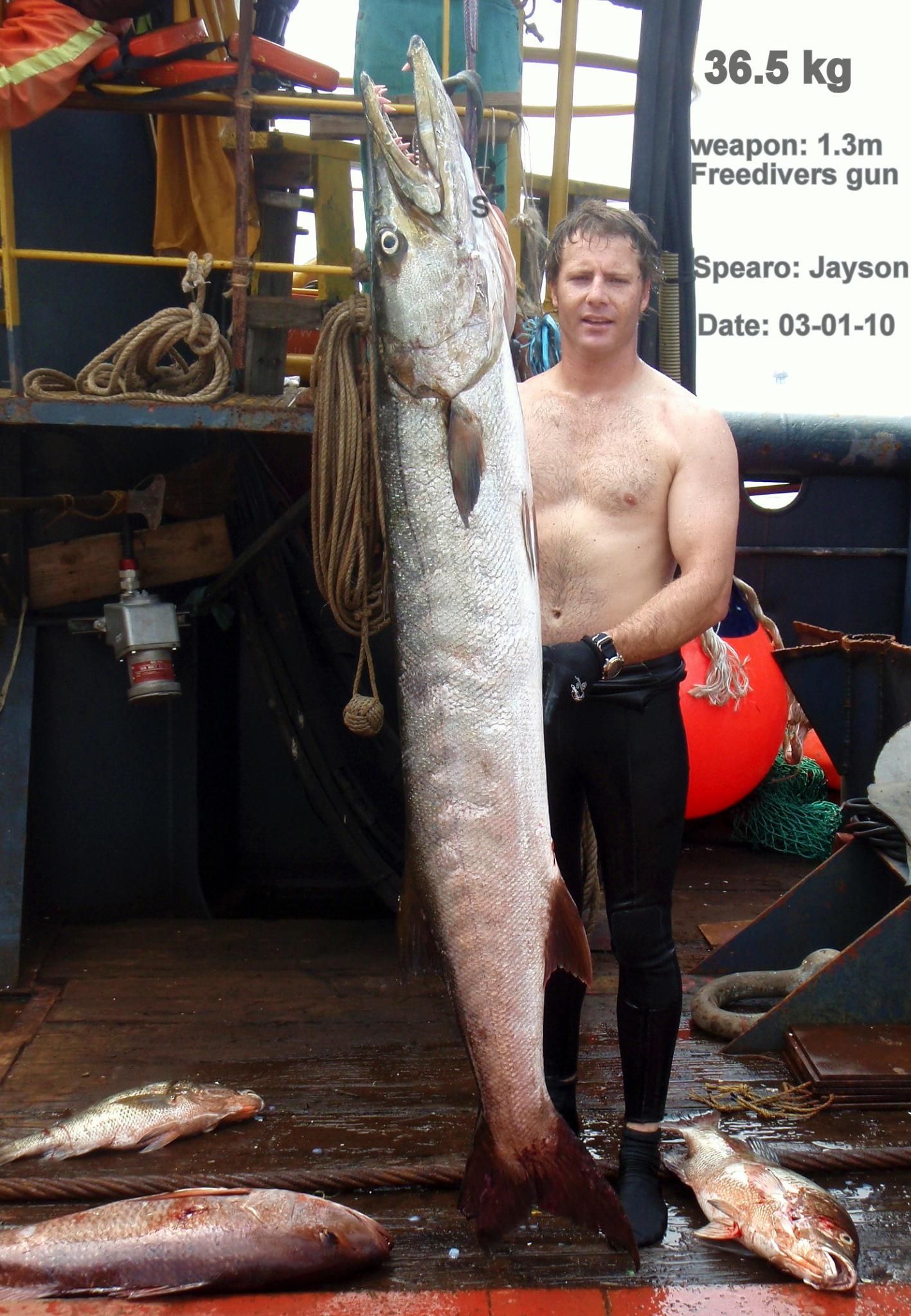 World Record Barracuda