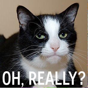 Oh Really Cat Meme