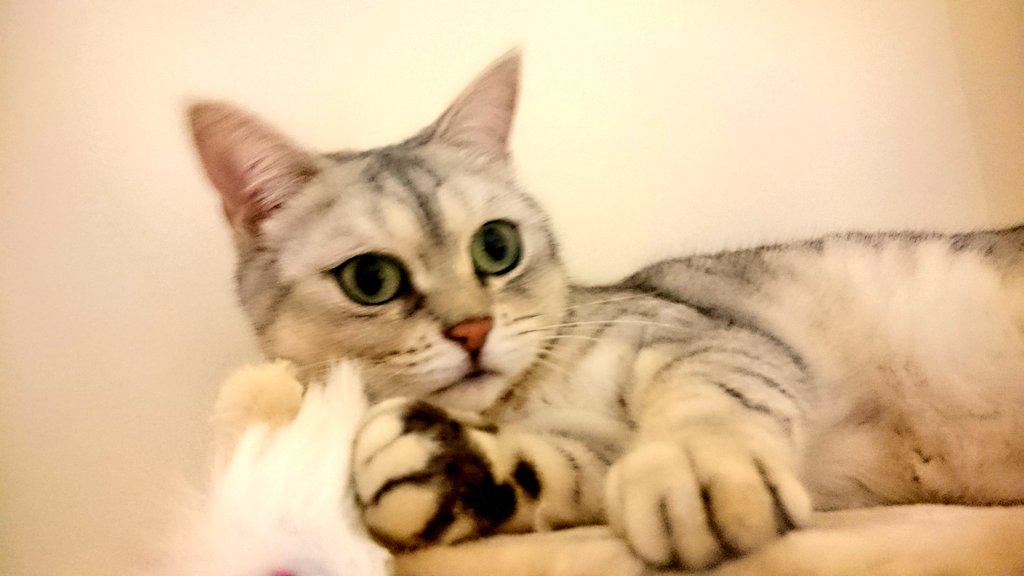 Mojo Futcher Kittymojo Twitter