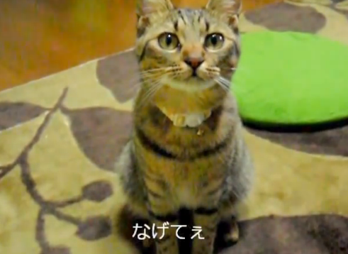 STEPN-BSC.SOL.3/25(@nekogazo_bot) - Twilog