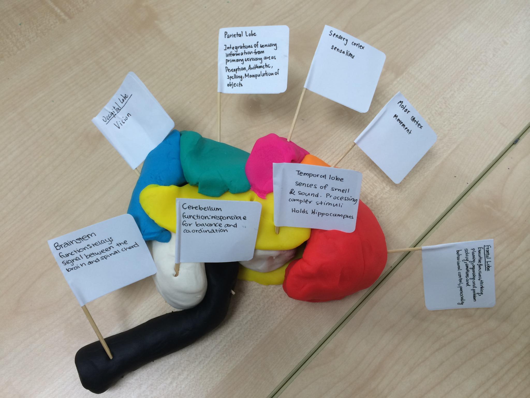 Brain Models For Psychology