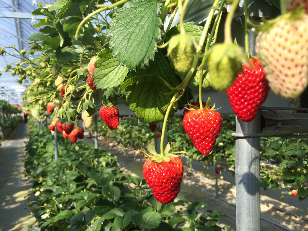 さいとう貝(@shellworks) - Twilog (ツイログ)