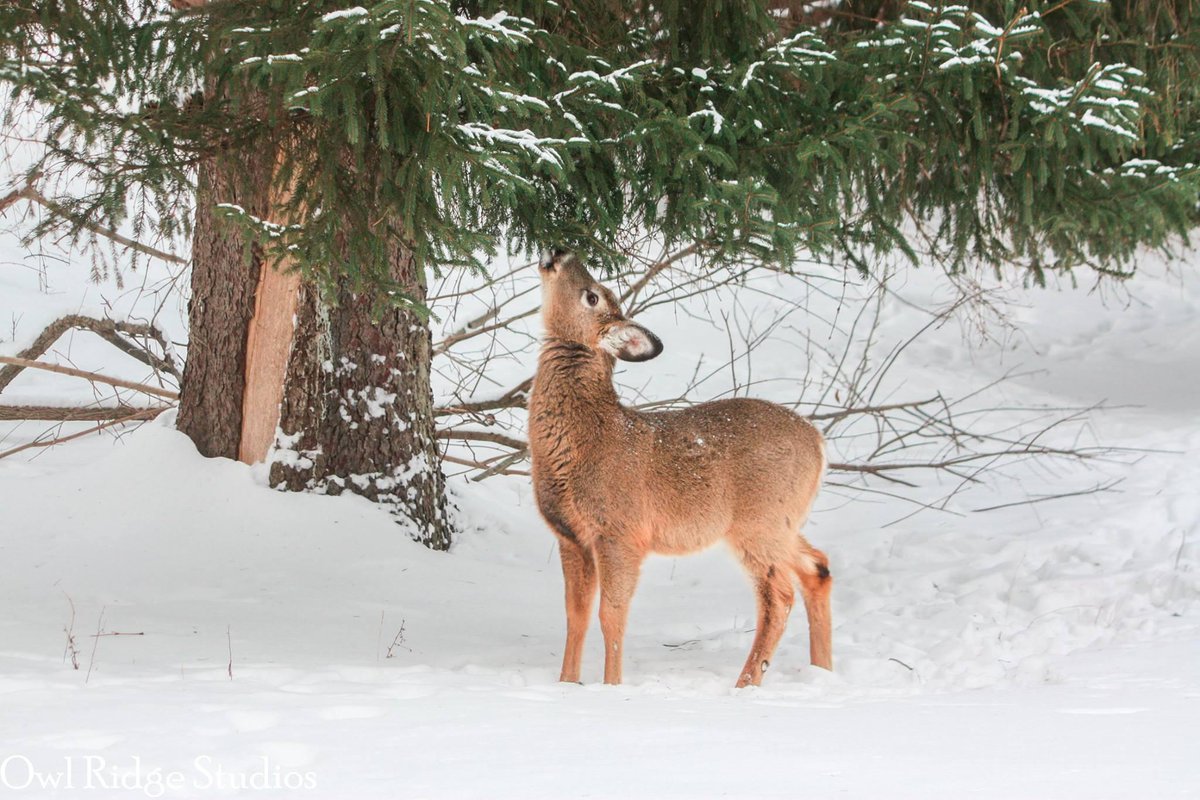 White Deer Eat Pine Trees Planting Deer Habitat | Filling In The Gaps