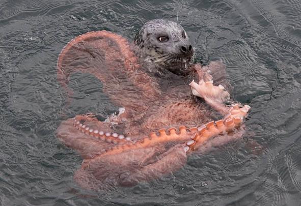 Rare octo-seal spotted in Canada!!! (jk, it's just a seal fighting an ...