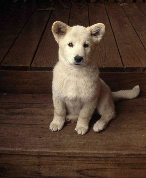 White German Shepherd Lab Mix