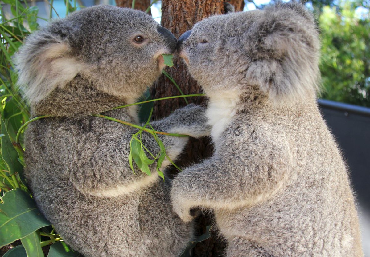 Two Koalas In A Tree