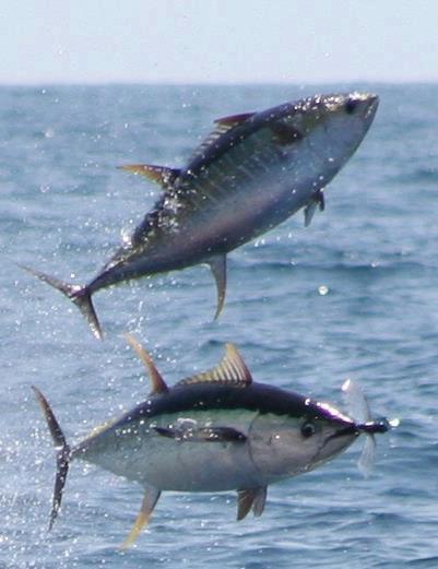 Yellowfin Tuna Jumping
