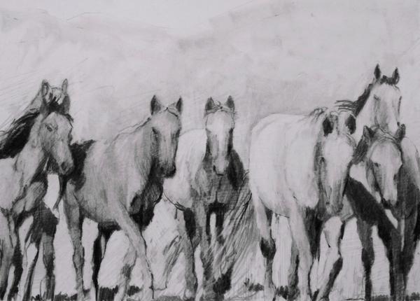 Sketches Of Wild Horses