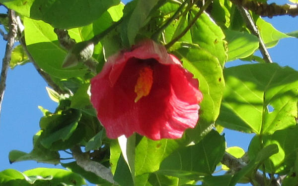 Puerto Rican National Flower