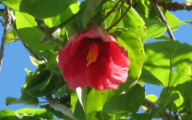 Flor Del Estado De Puerto Rico