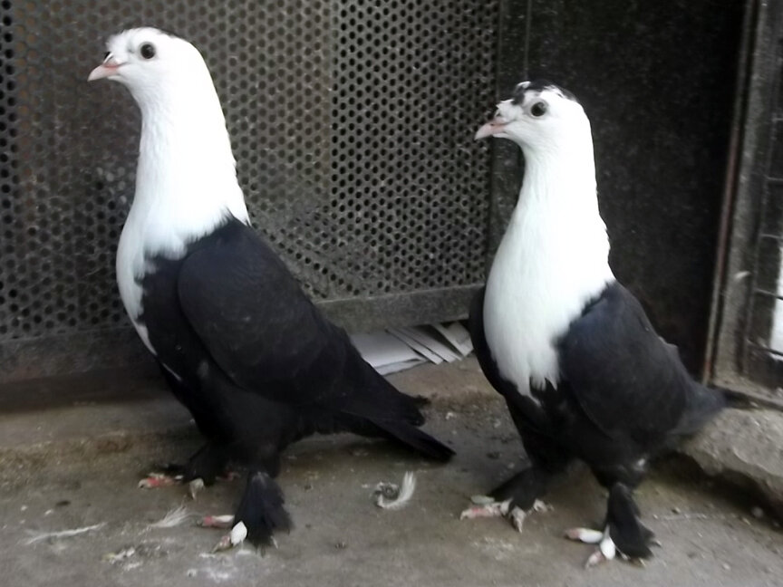 Iranian High Flyer Pigeons