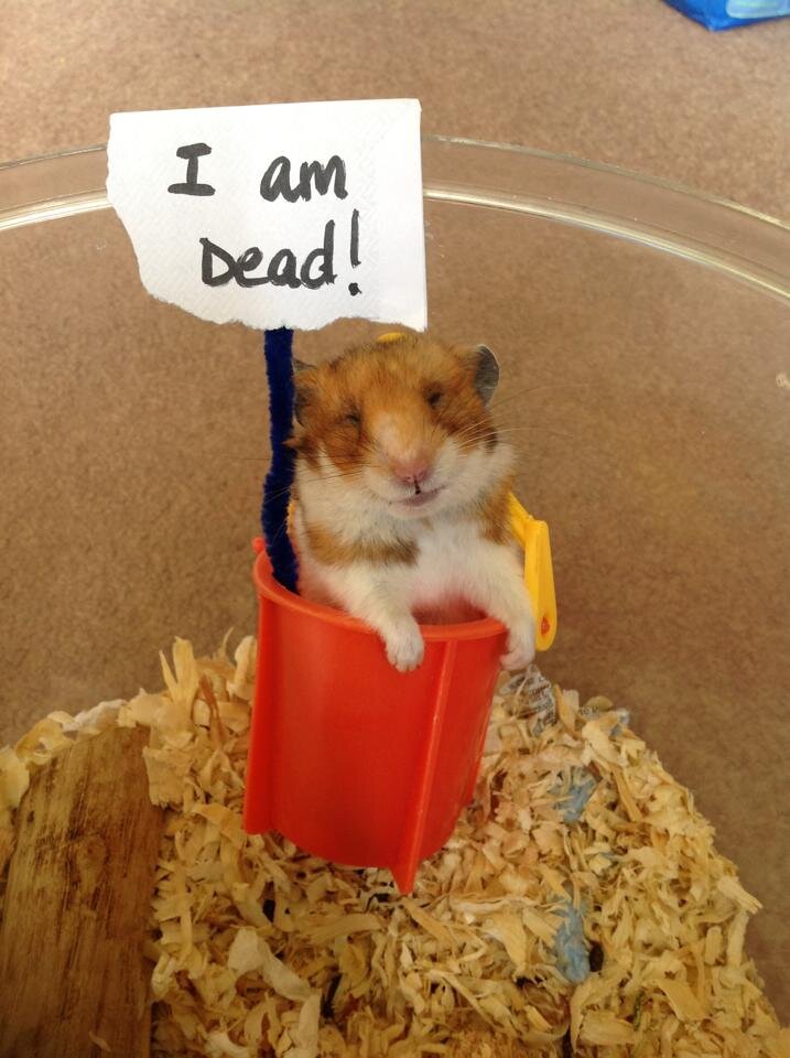 Sad Hamster