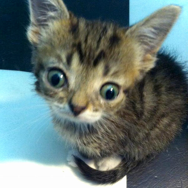Lil Bub Kitten