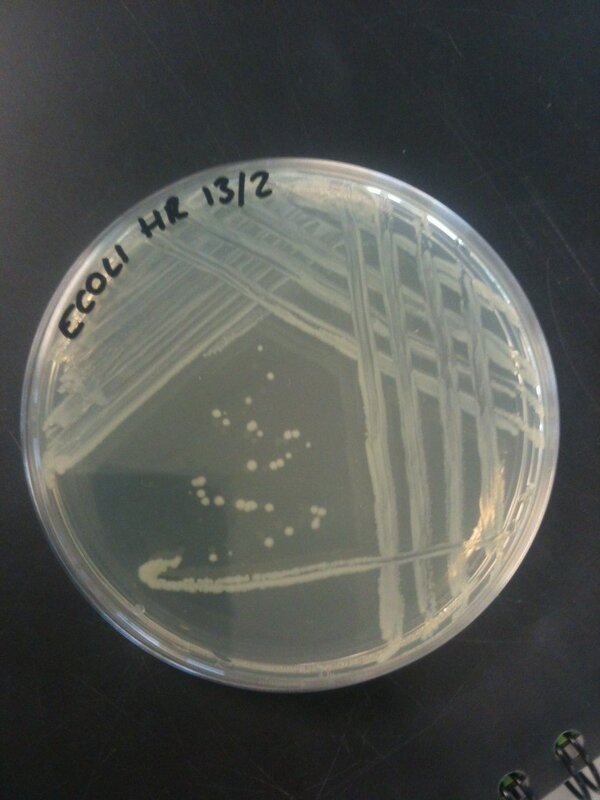 E Coli Streak Plate