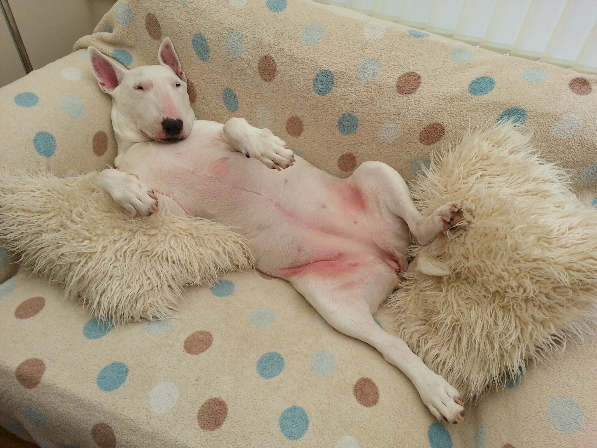Trish Kirk On Twitter Alancarr Daisy Showing Off Her Nice Clean Bobble Floozy T