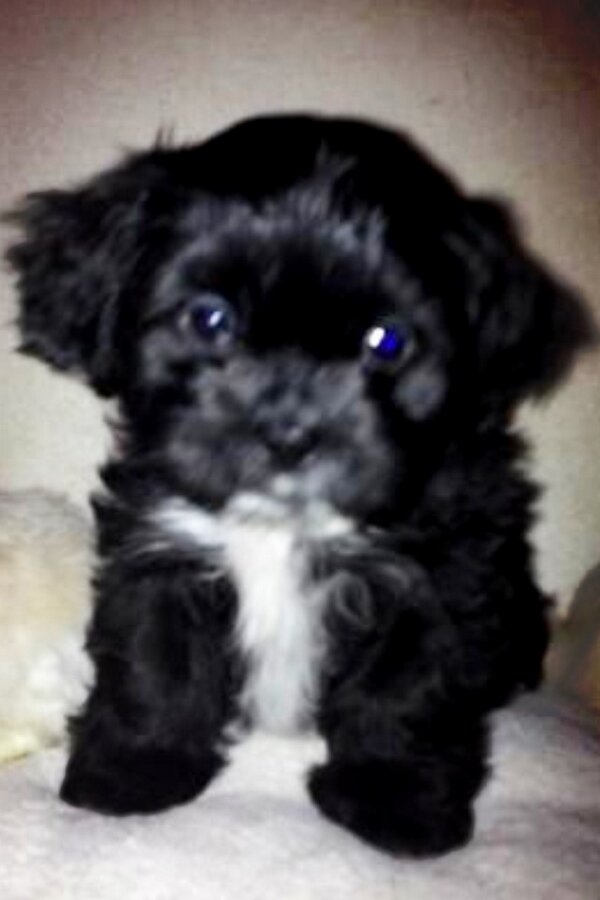 Miniature Maltese Black