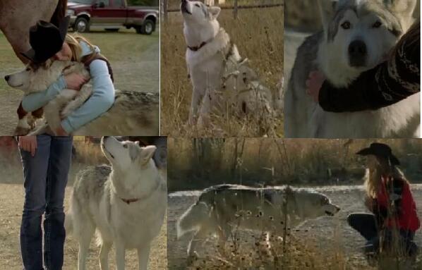 What Happened To The Wolf Dog On Heartland