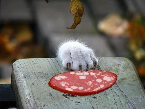 STEPN-BSC.SOL.3/25(@nekogazo_bot) - Twilog (ツイログ)