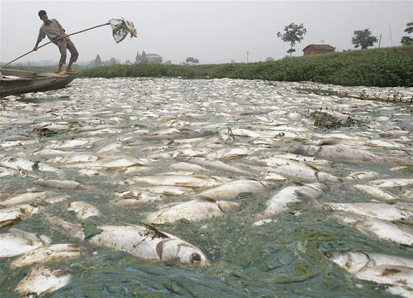 Water Pollution Effects On Fish