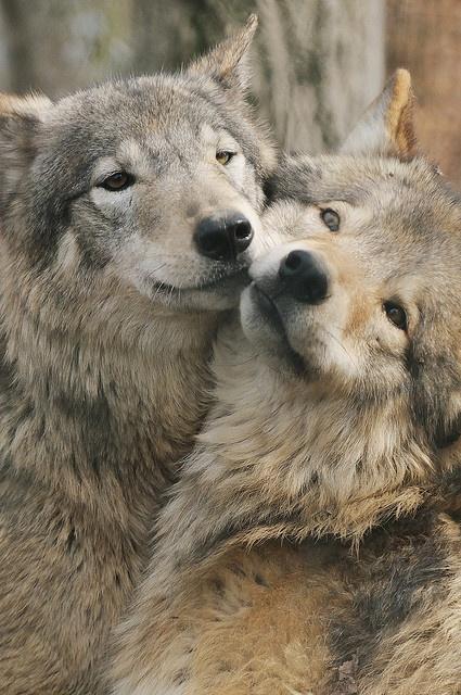 Wolf Mates For Life