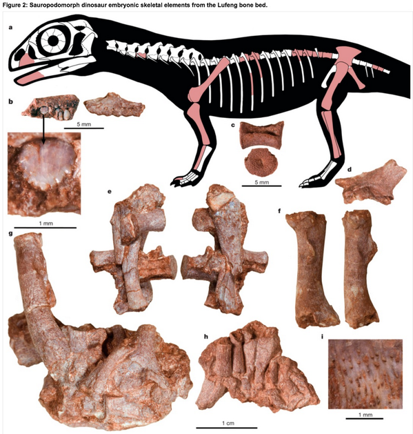 dinosauricon | Tsjok's blog | Pagina 3