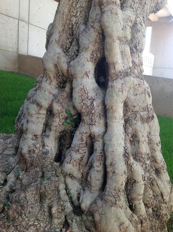 String Boy Stringboy Twitter 3015