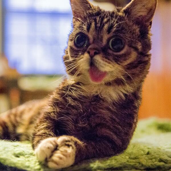 Lil Bub Yes