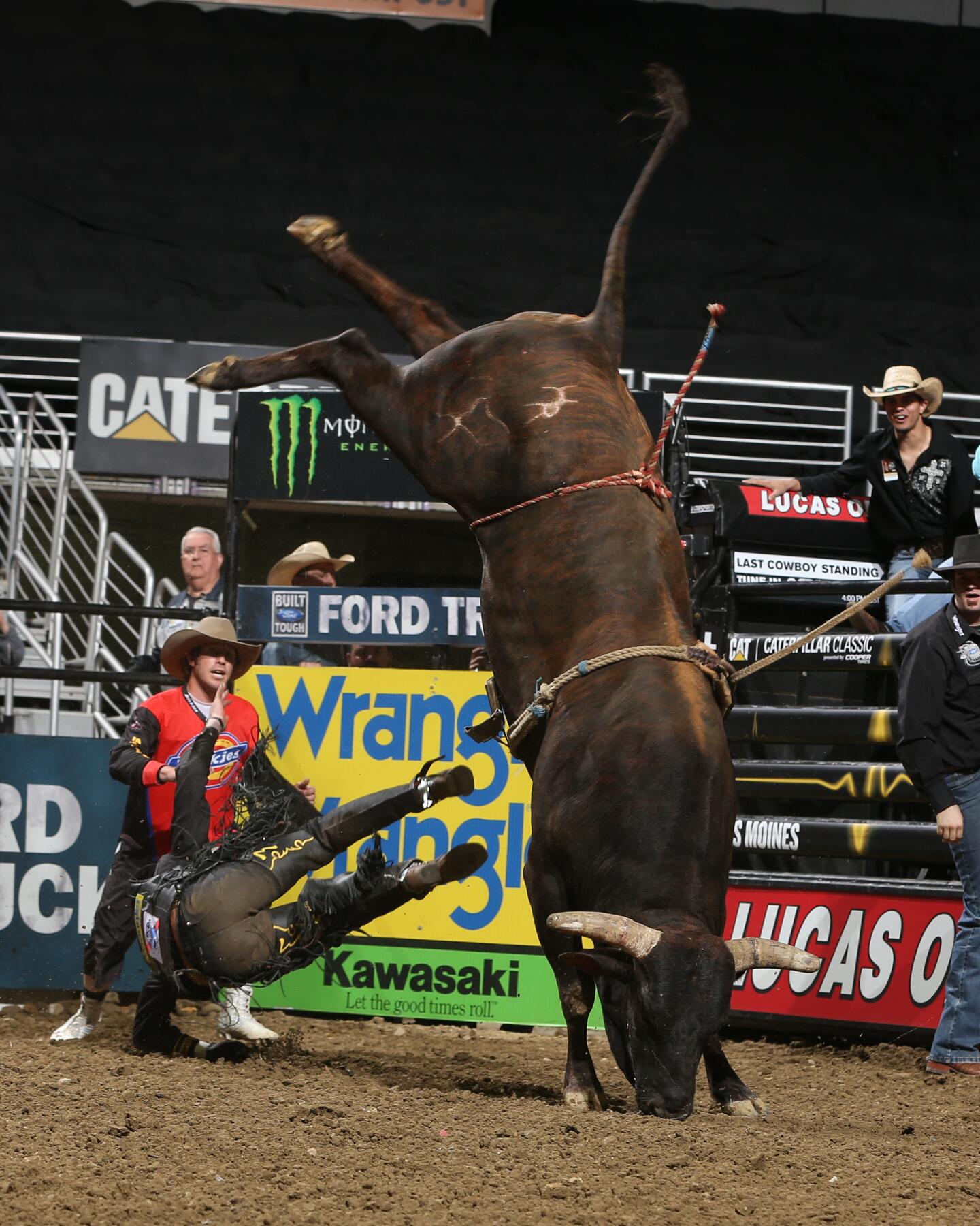 Bushwacker Bull Wallpaper