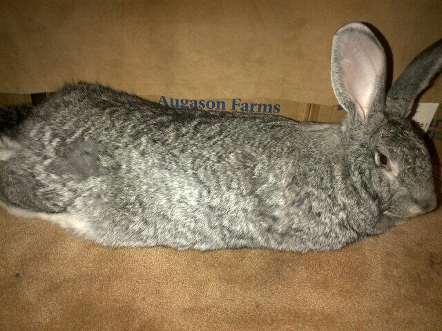 Silver Flemish Giant