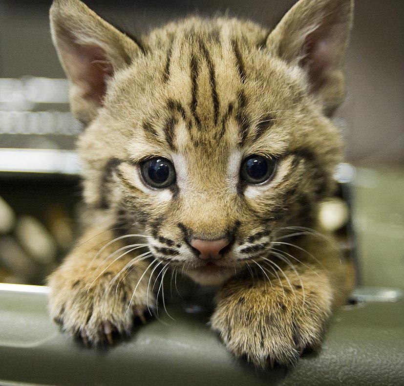 Bobcat Baby